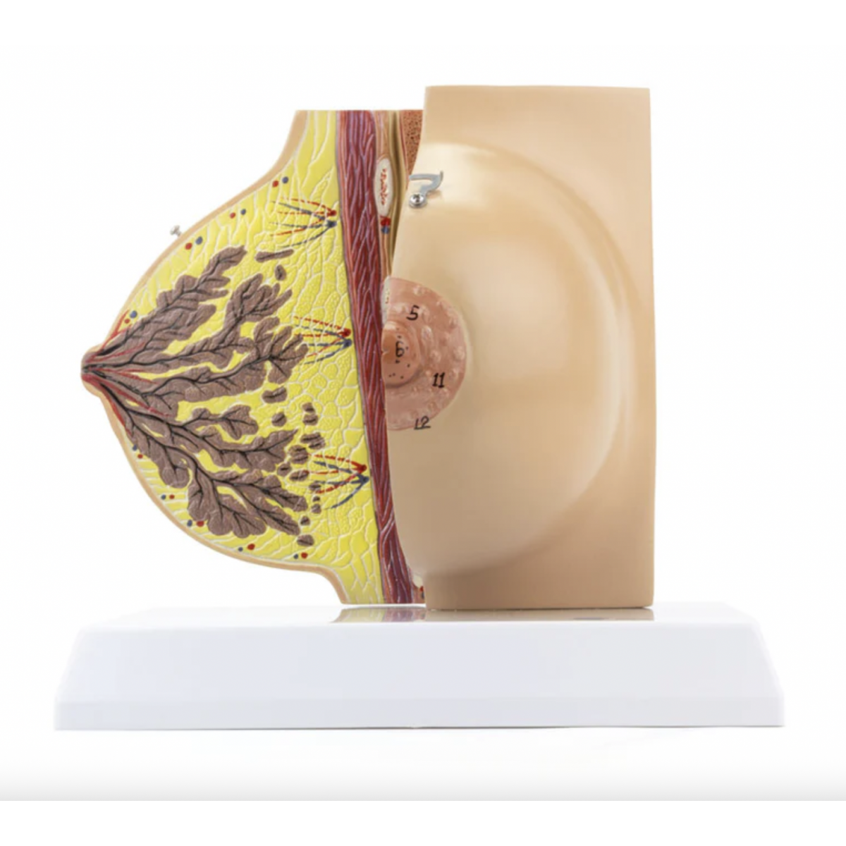 Breast Anatomy & Pathology Bundle - Myaskro